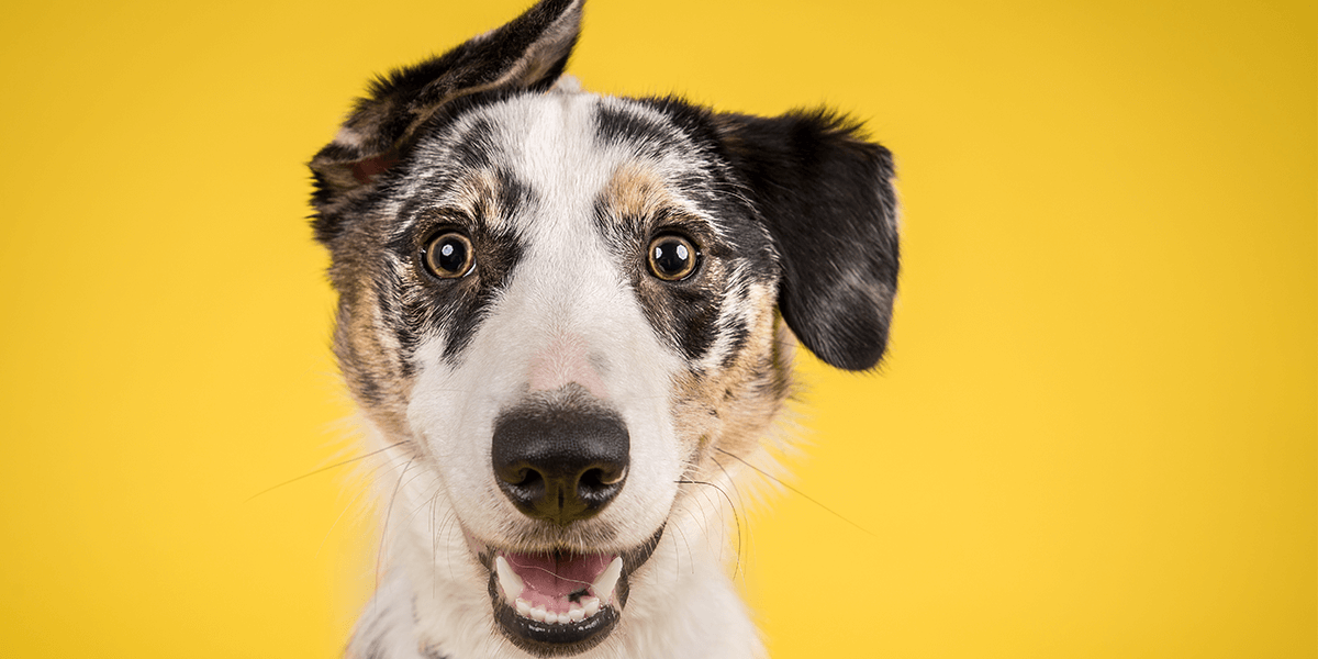7 Steps to Sell a Dog Kennel or Boarding Business | Sunbelt Business ...